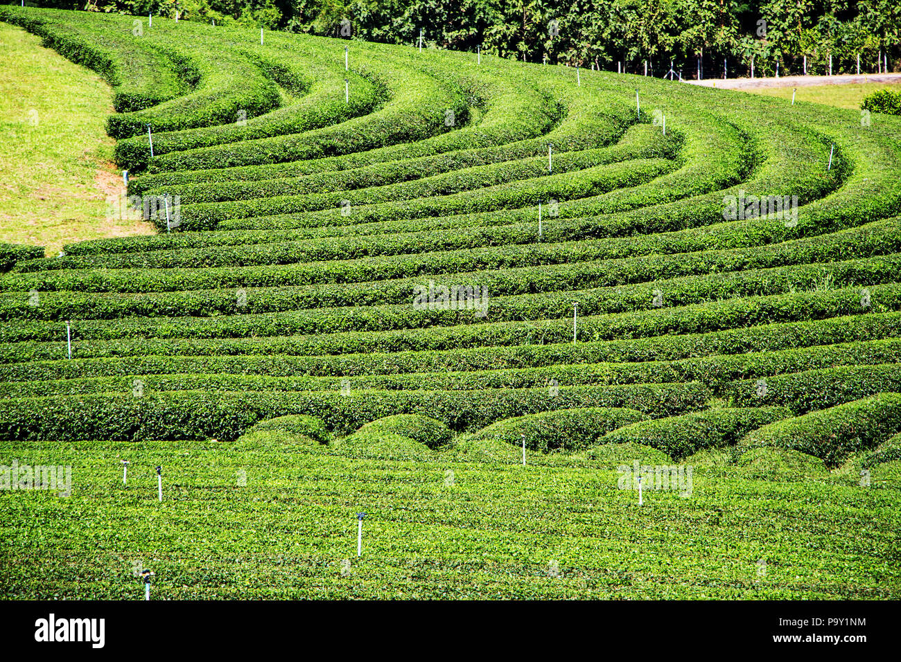 Tea field hi-res stock photography and images - Alamy