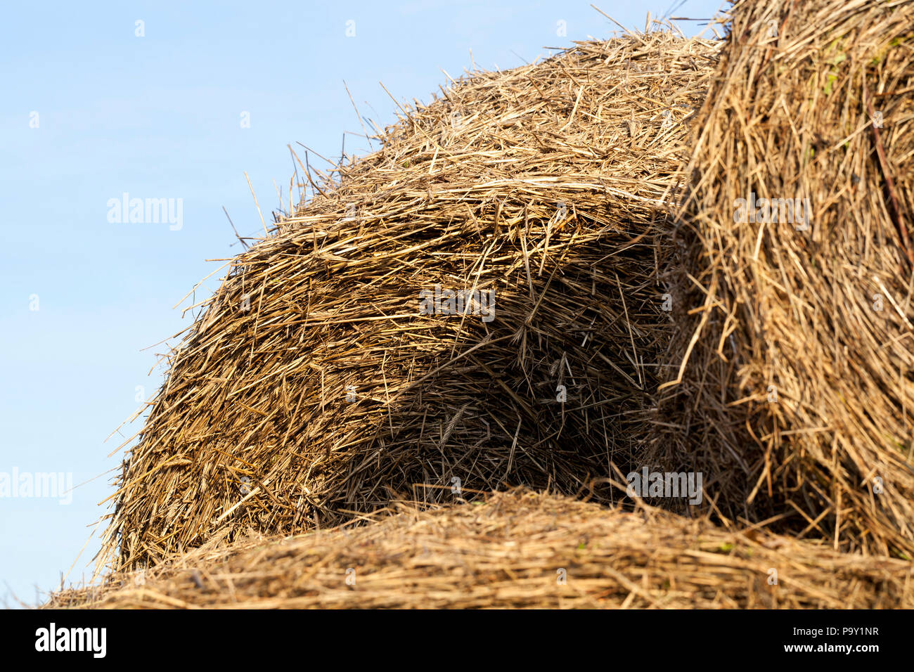 stacked together stacks of old straw before use in livestock, against a ...