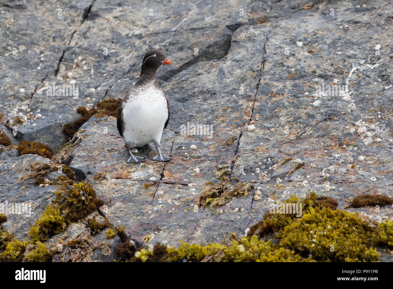 Least Auklet (Aethia pusilla) on a rock, Semidi Islands, Alaska Stock ...