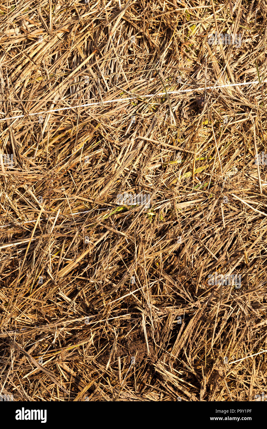 Synthetic rope hi-res stock photography and images - Alamy