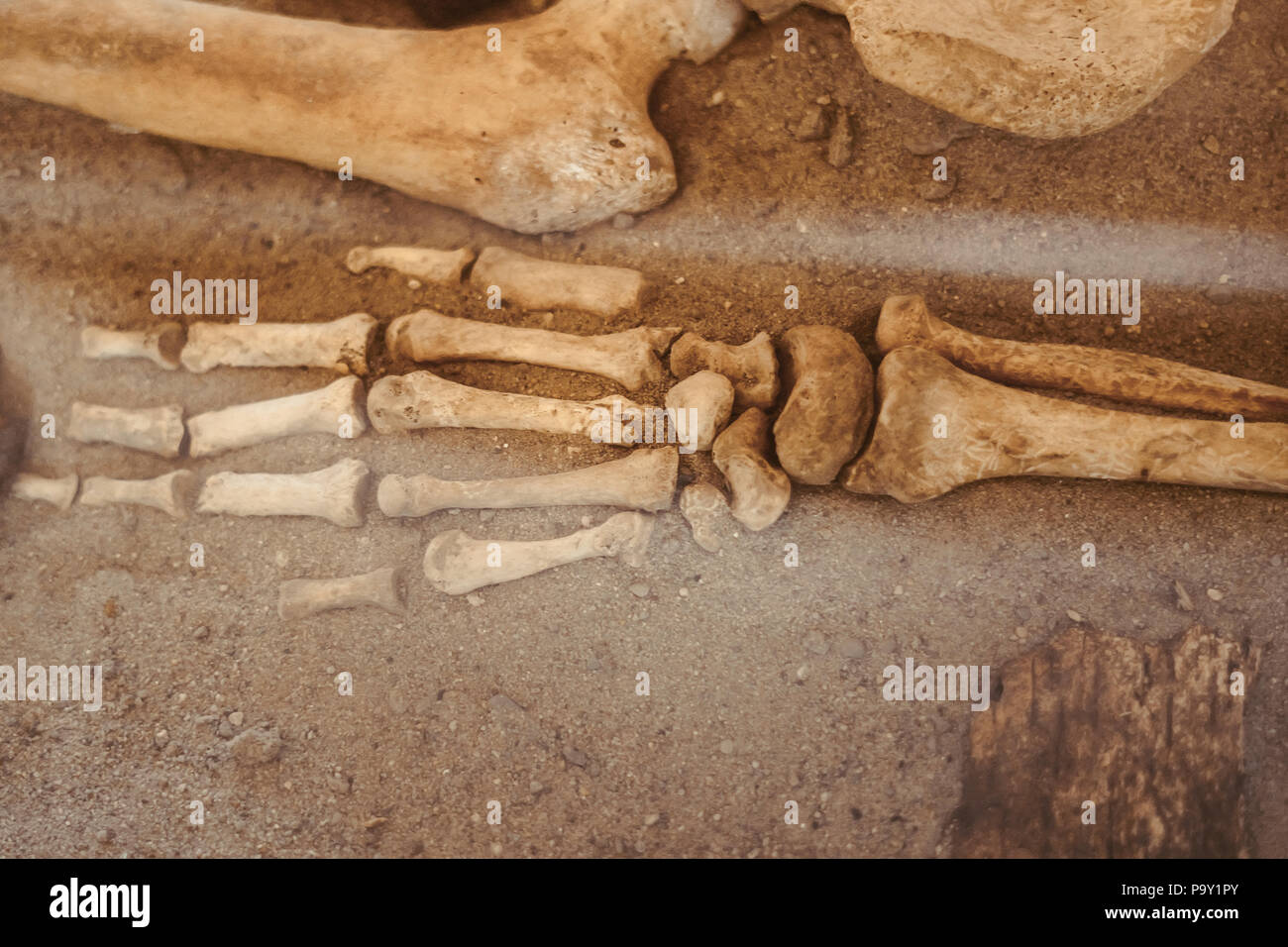 Archaeological excavations and finds bones of a skeleton in a human ...