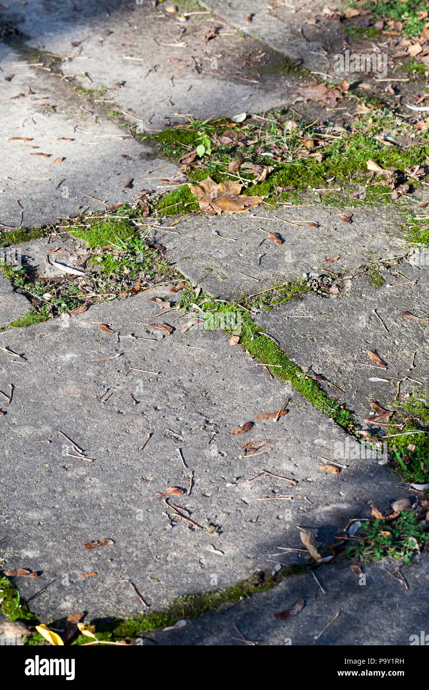 old concrete slabs of which the road was made in the park, through the ...