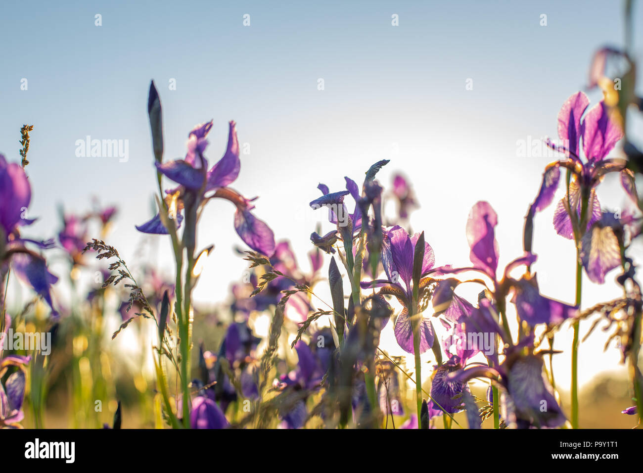 Iris open sky hi-res stock photography and images - Alamy