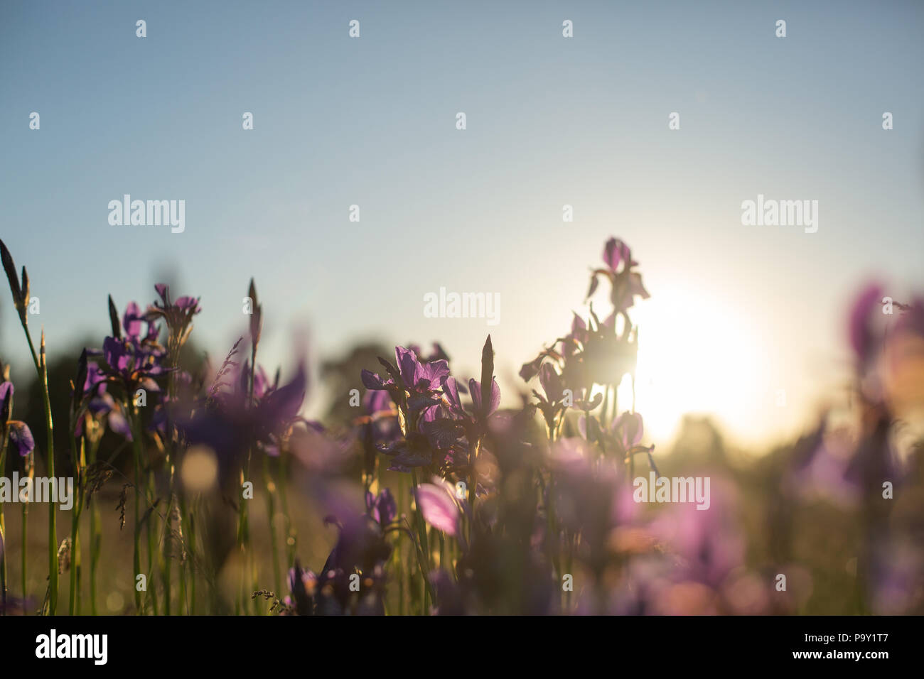 Iris open sky hi-res stock photography and images - Alamy