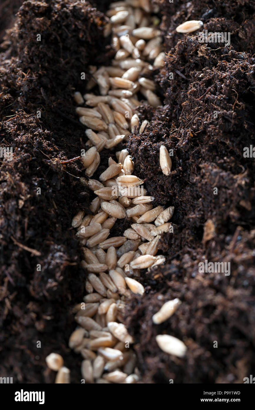 black wet soil in which planted dry wheat grains for a new crop of ...