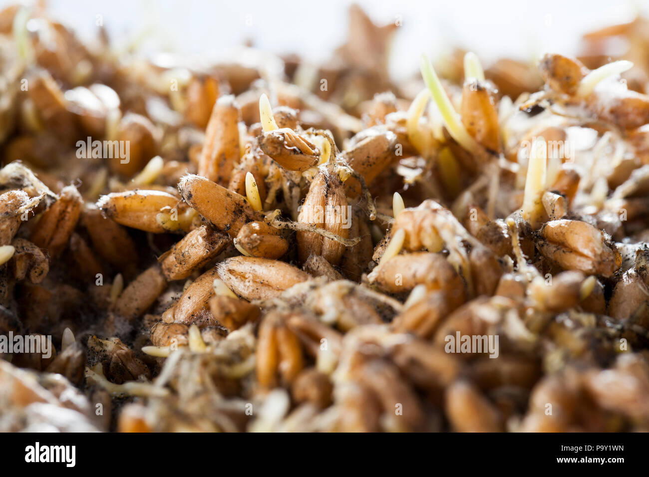 Mold sprouted grains in hi-res stock photography and images - Alamy