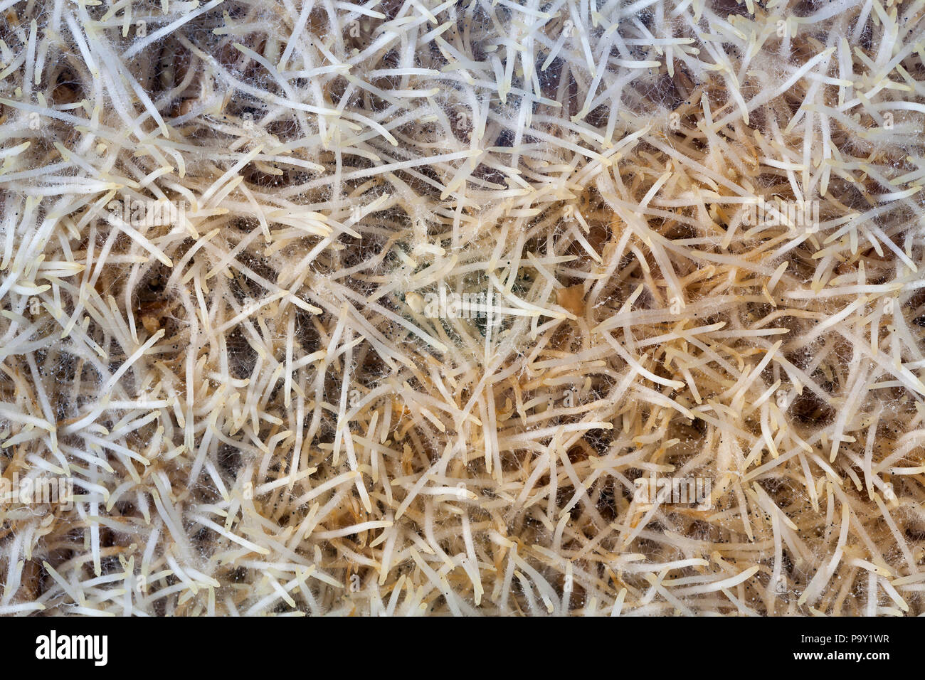 a pile of sprouted wheat grain with white roots, a photo of a close-up ...