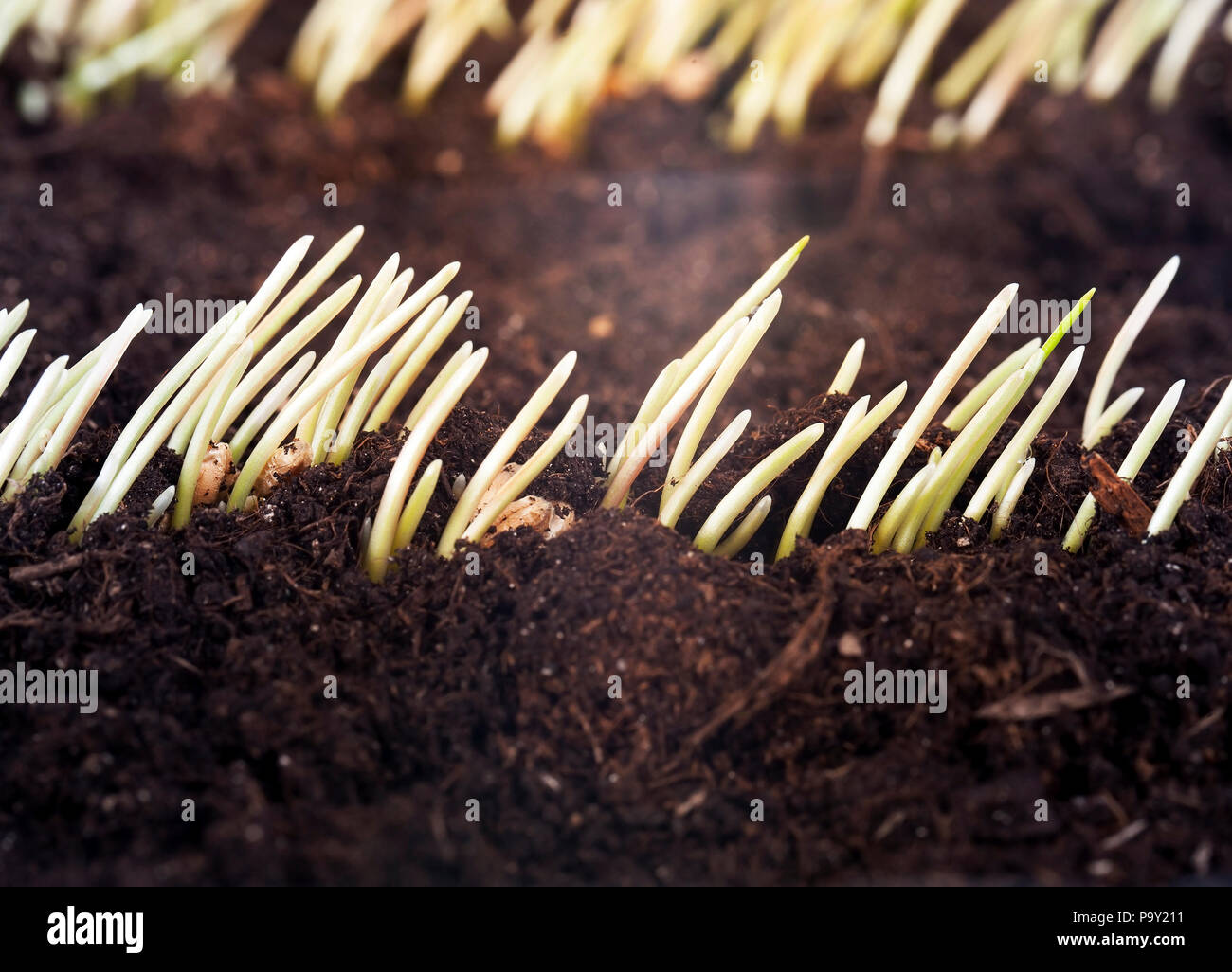 Field green wheat rows close hi-res stock photography and images - Alamy