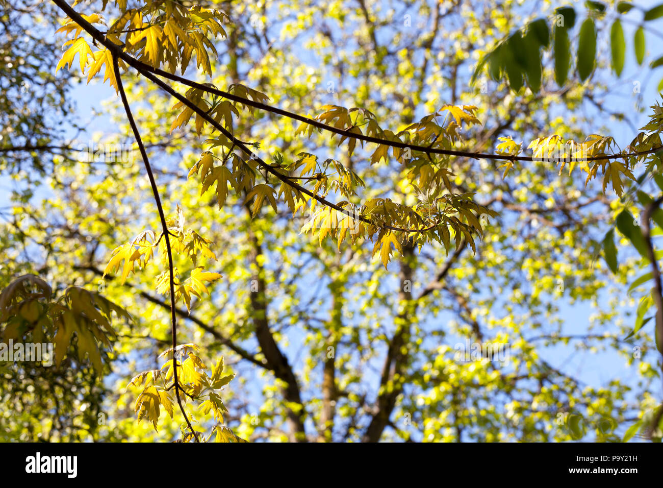 spring trees with new budding leaves, oak branches with beautiful ...