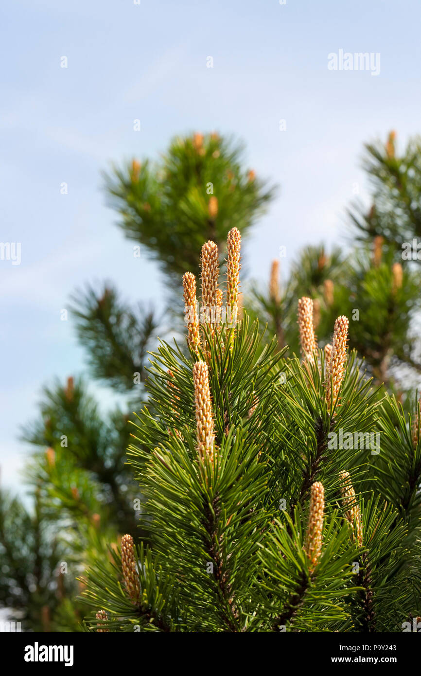 new long bumps and sprouts of pine in spring, closeup an background of ...