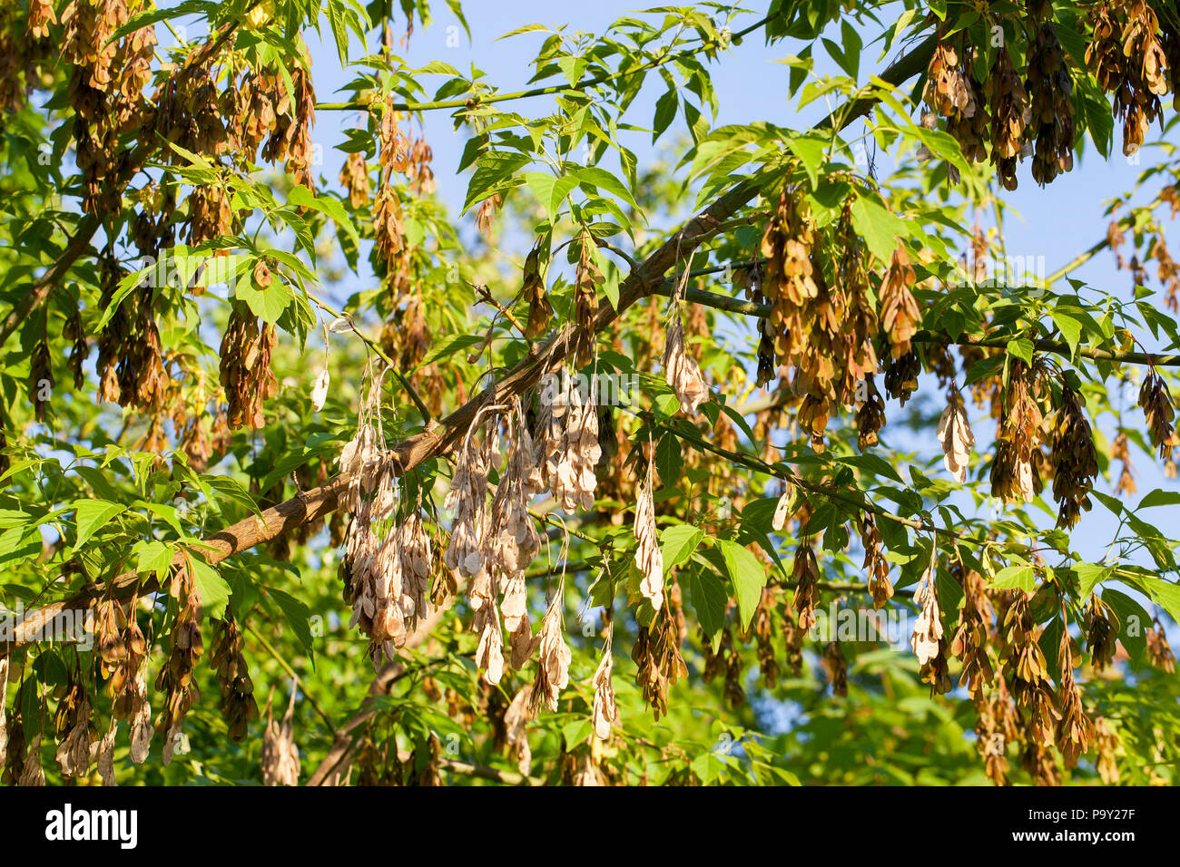 Ash seeds hi-res stock photography and images - Alamy
