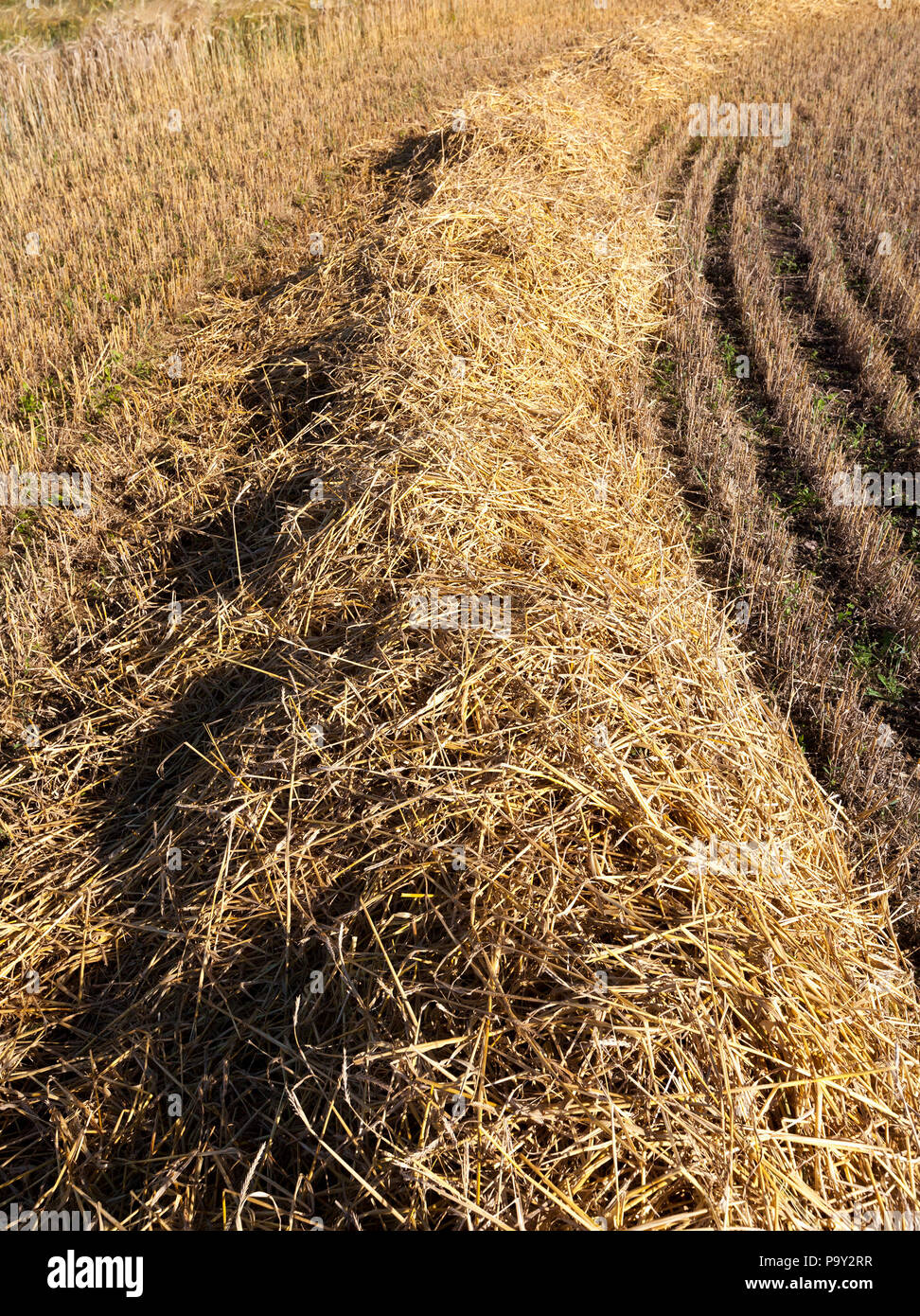 Straw of wheat folded into rows after harvesting grain, closeup in ...