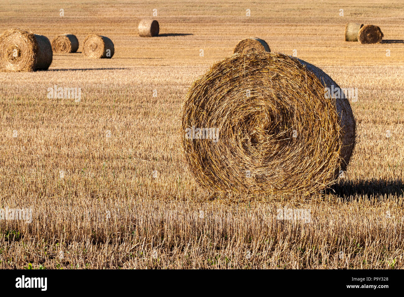 cylindrical round stacks of straw after harvesting grain, summer Stock ...