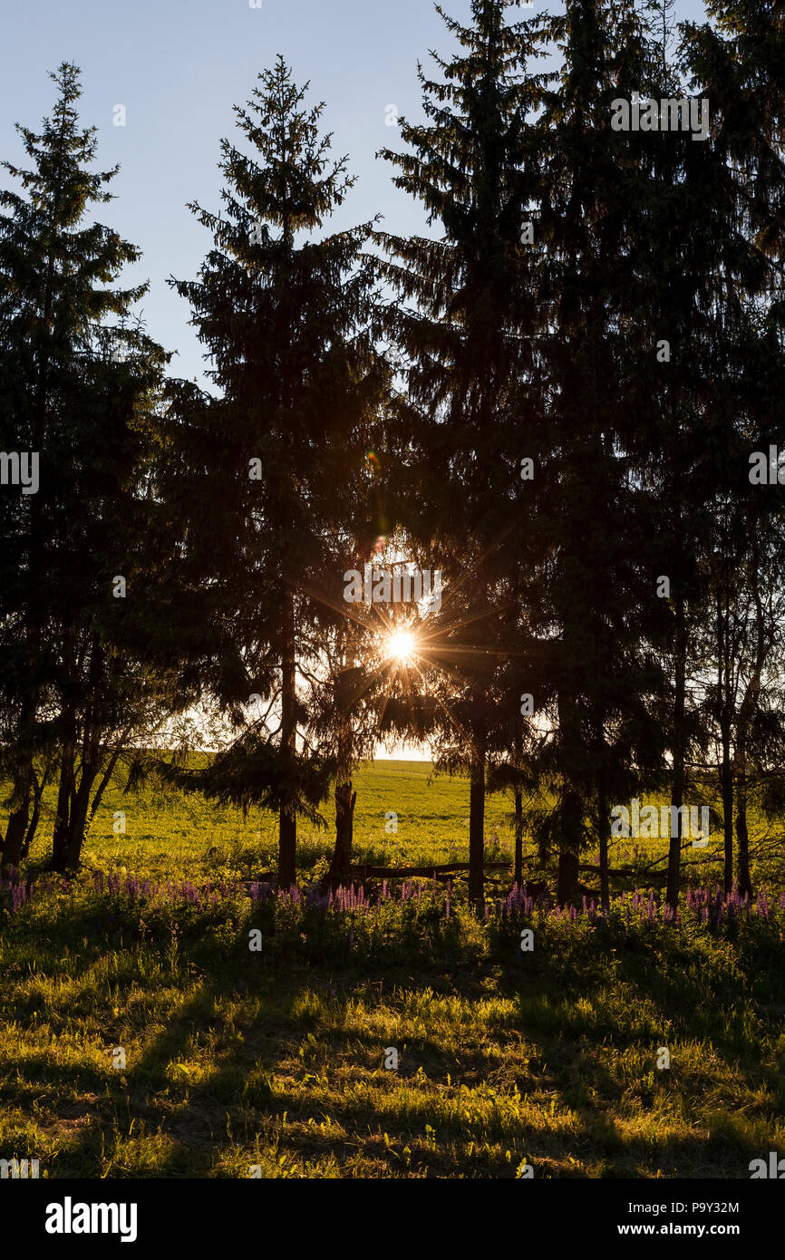 spruce growing together and through the trunks and foliage of which the ...