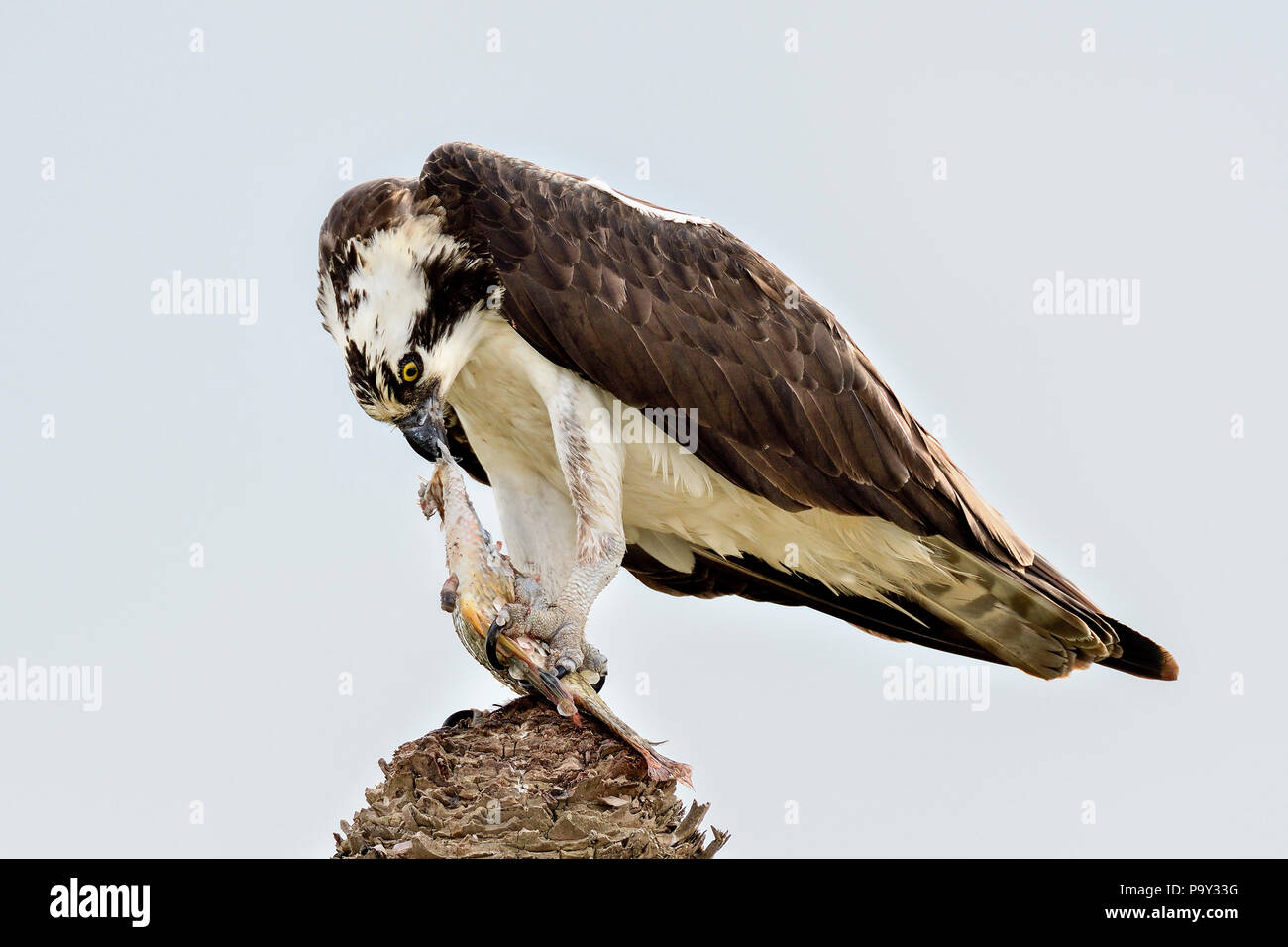 Osprey fish talons hi-res stock photography and images - Alamy