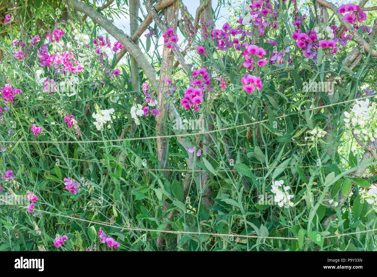 Lathyrus latifolius, perennial everlasting pea Stock Photo - Alamy