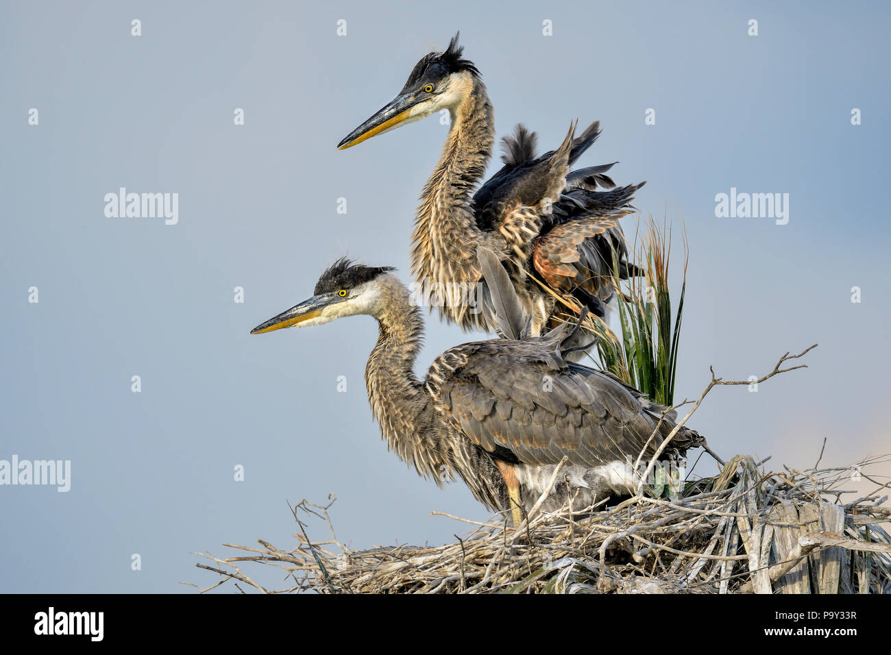 Heron brothers hi-res stock photography and images - Alamy
