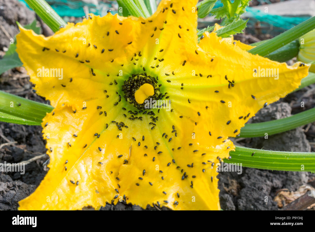 Pollen beetle hi-res stock photography and images - Alamy