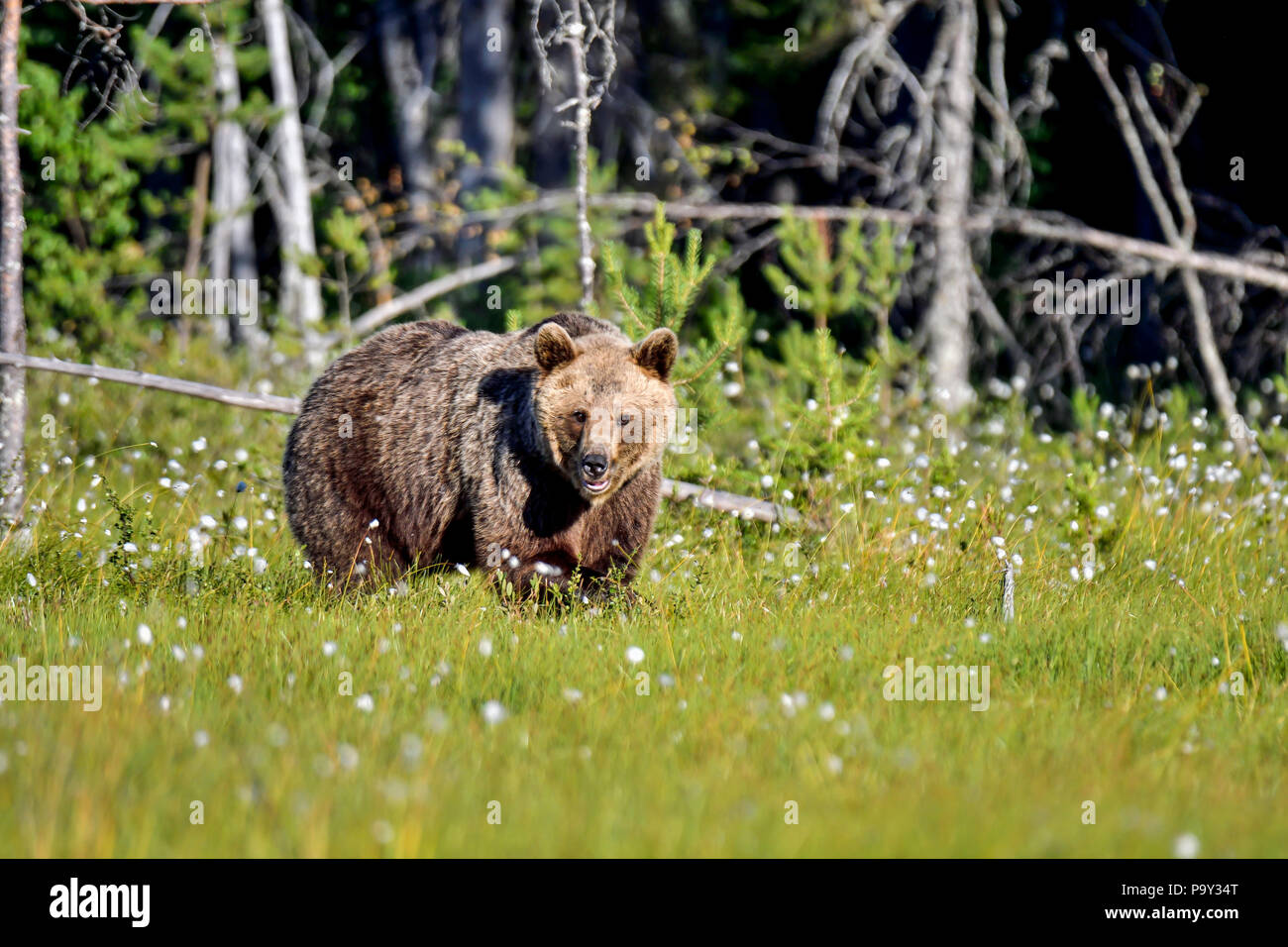 Swamp thing hi-res stock photography and images - Alamy