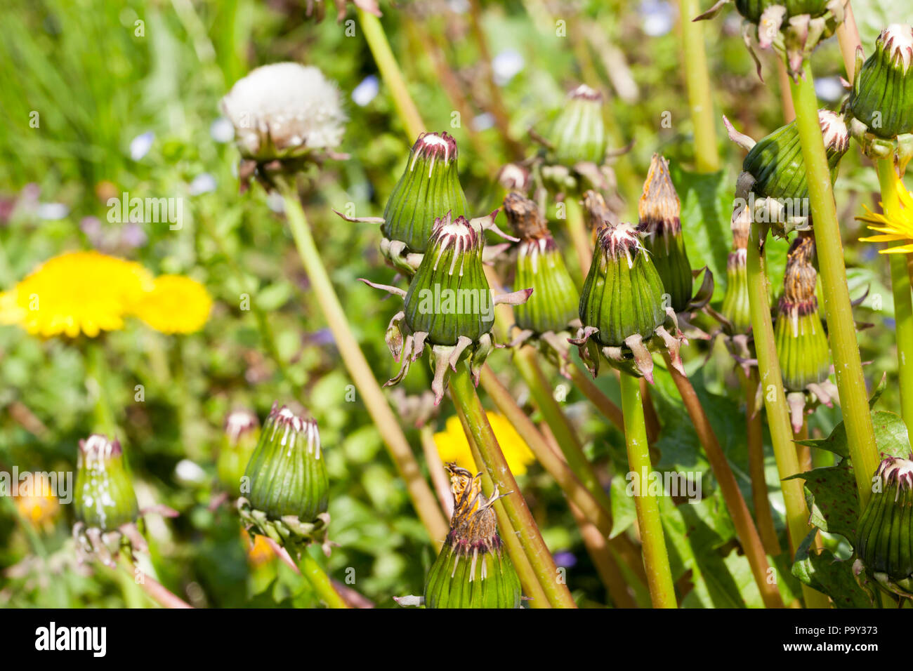 spring flowers, dandelions growing on a meadow in the spring season ...