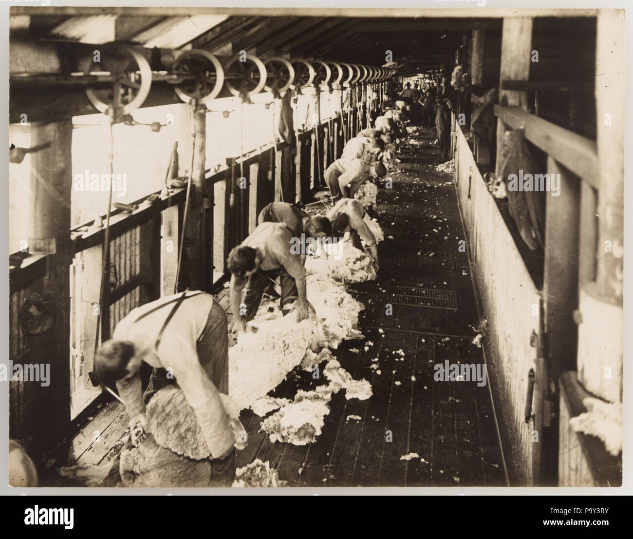 Sheep breeding tools hi-res stock photography and images - Alamy