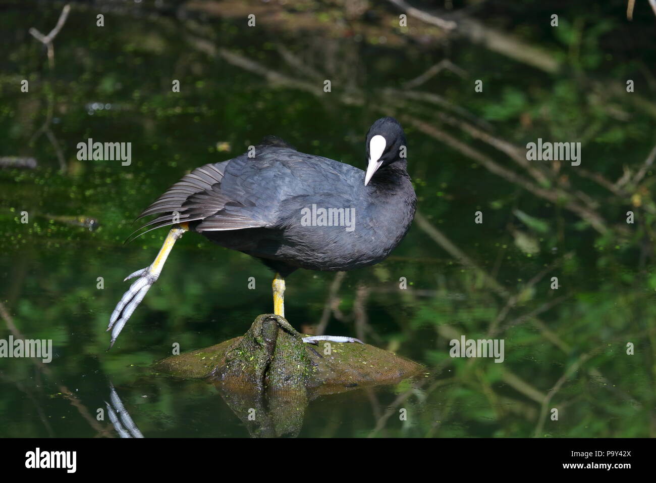 Preening coot hi-res stock photography and images - Alamy