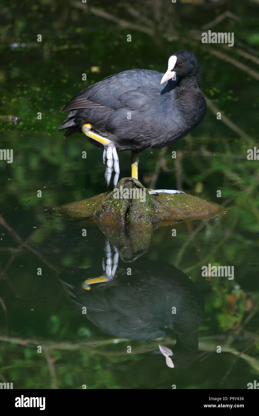 An adult Coot, preening at RSPB Fairburn Ings Nature Reserve Stock ...