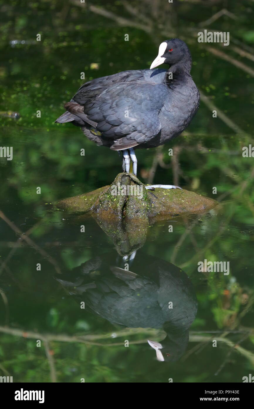A Coot preening itself in a pond at Fairburn Ings Nature Reserve Stock ...