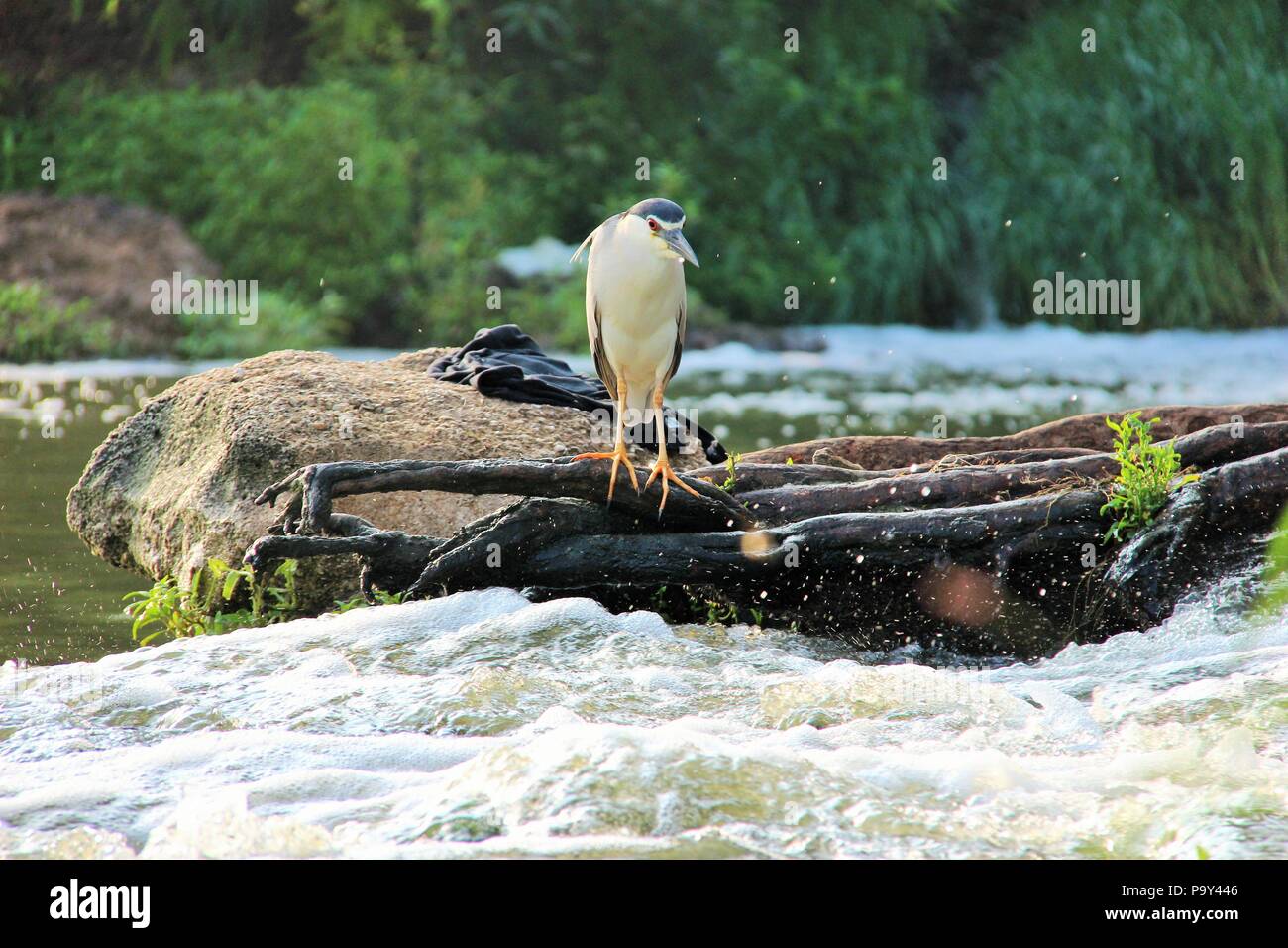 Beautiful capped heron in hi-res stock photography and images - Alamy