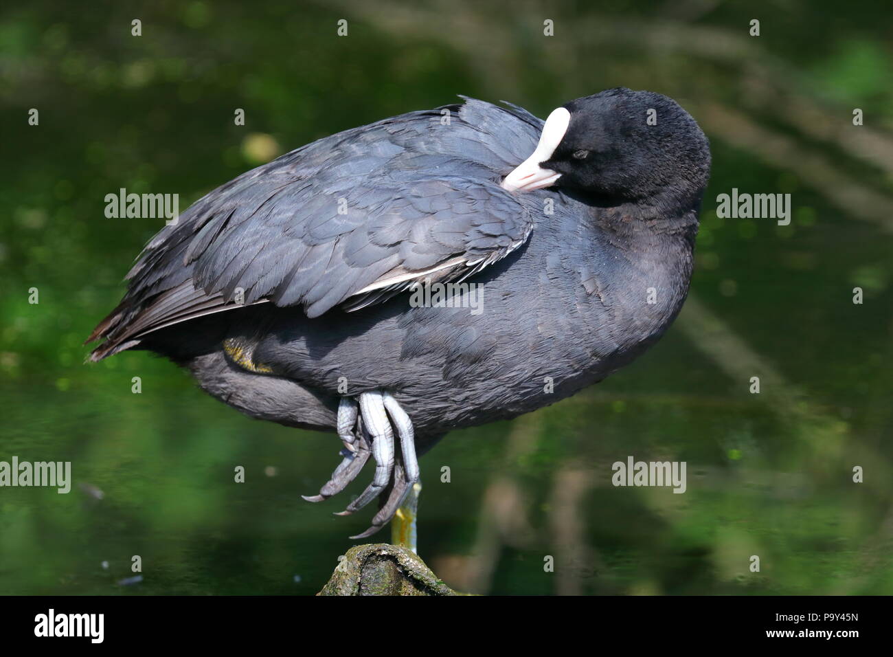 An adult Coot, preening at RSPB Fairburn Ings Nature Reserve Stock ...