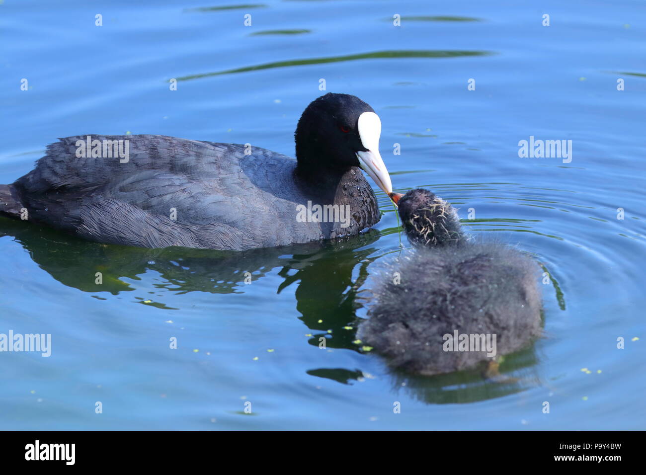 A young Coot being fed by it's mother at RSPB Nature Reserve Stock ...