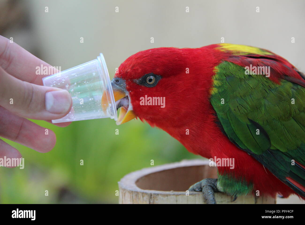 Feeding a red parrot in honey water Stock Photo - Alamy
