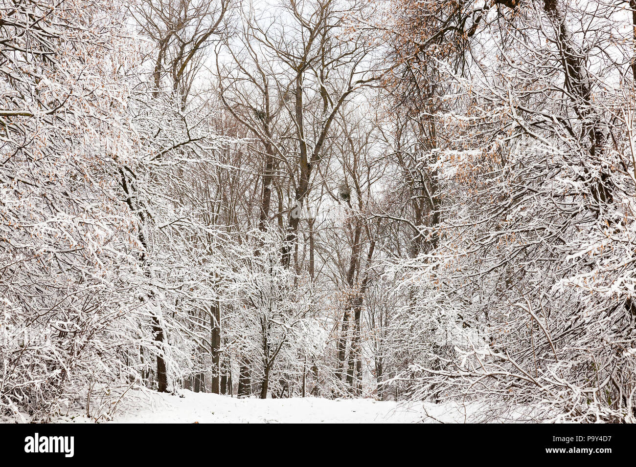 snow-covered branches of trees and shrubs in the winter season in the ...