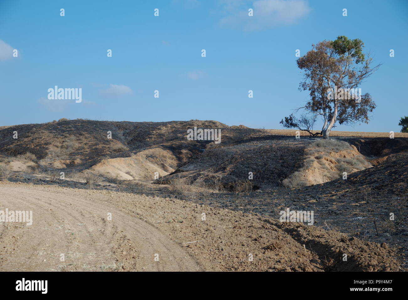 natural reserved after fire Stock Photo - Alamy
