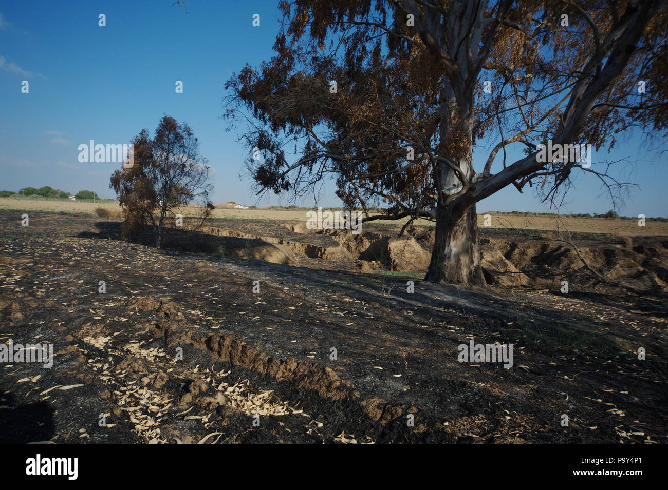 natural reserved after massive fire hit a natural reserved Stock Photo ...