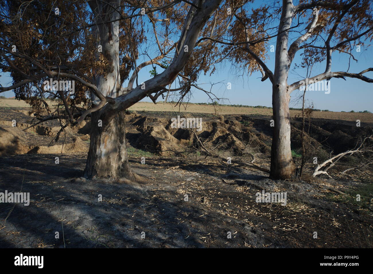 natural reserved after massive fire hit a natural reserved Stock Photo ...