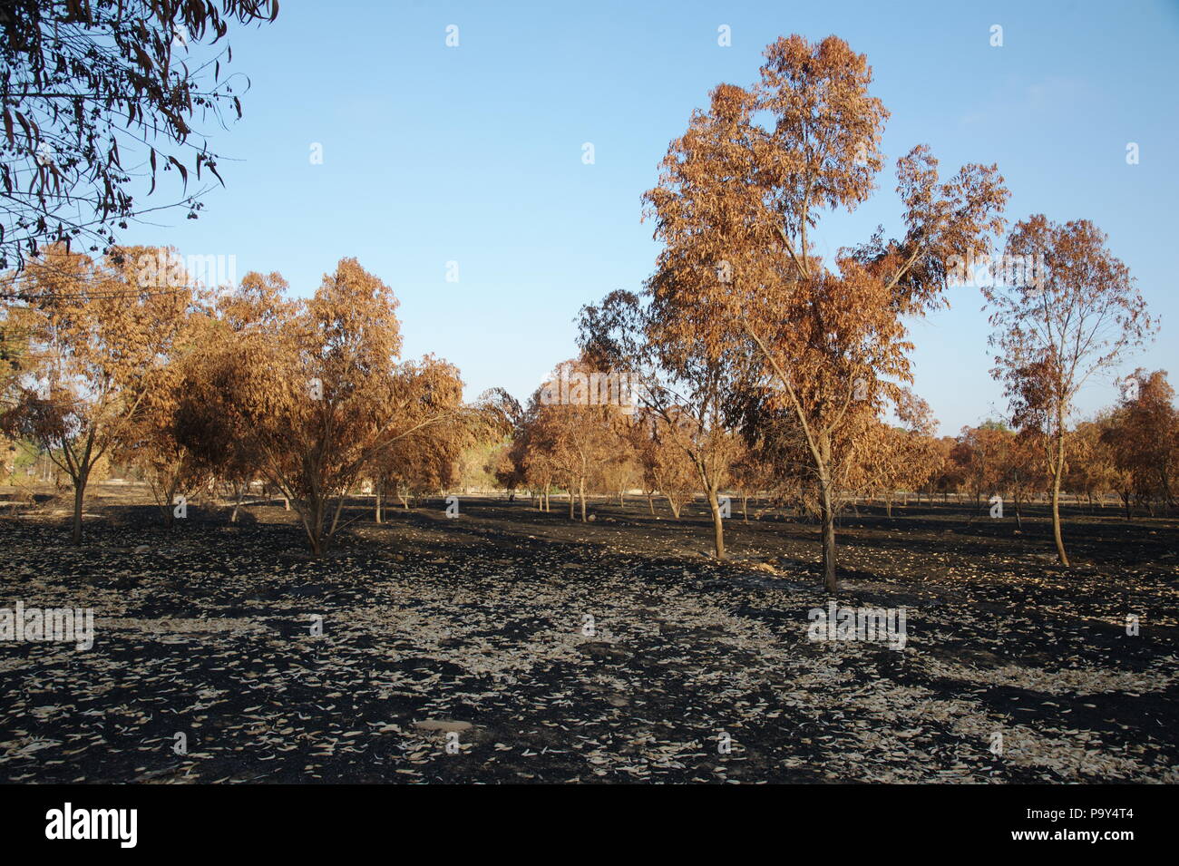 Ecosystem damage fire hi-res stock photography and images - Alamy