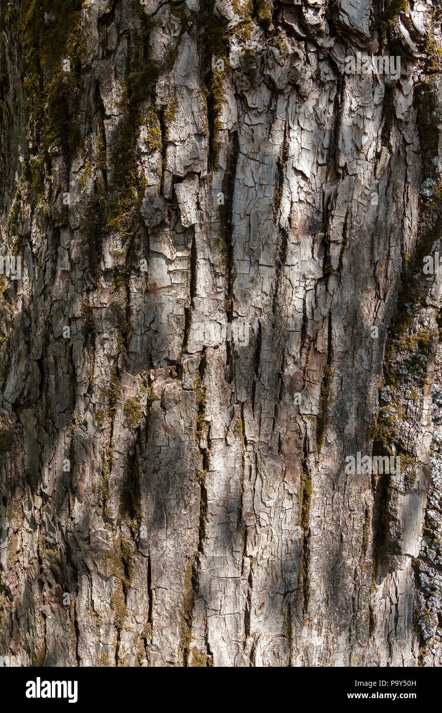Texture of old tree bark, close up in forest Stock Photo - Alamy