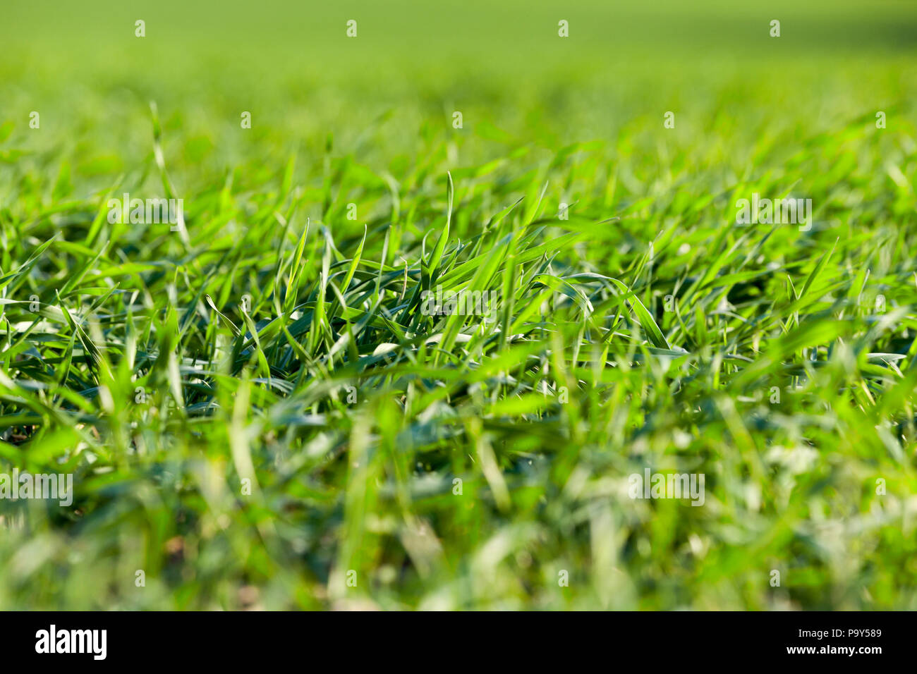 beautiful fresh green grass in the field, view at an angle, in focus a ...