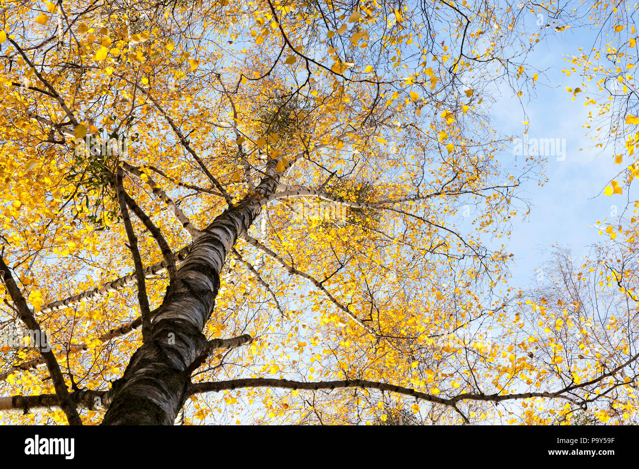 treetops and yellowed autumn birch foliage during the seasons Stock ...