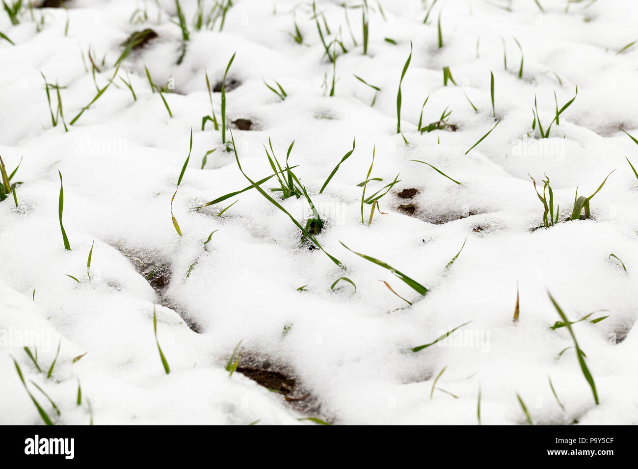 Green grass under snow hi-res stock photography and images - Alamy