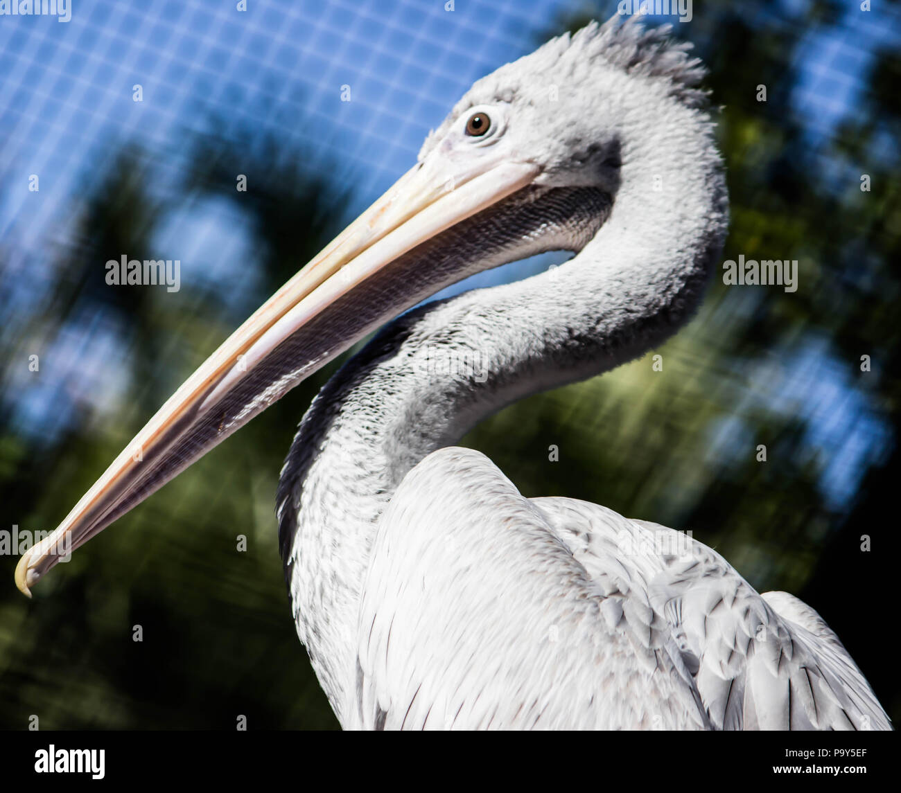 Pelican breeding season hi-res stock photography and images - Alamy