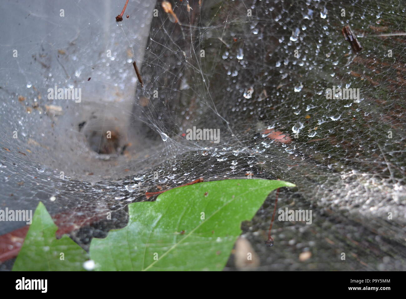 Green leaves and plants of lilac with a white dense cobweb with a nest ...