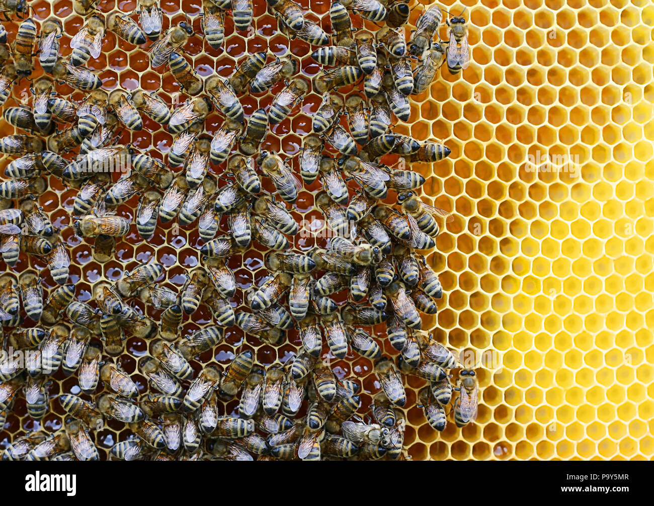 A photography of a swarm of bees Stock Photo - Alamy
