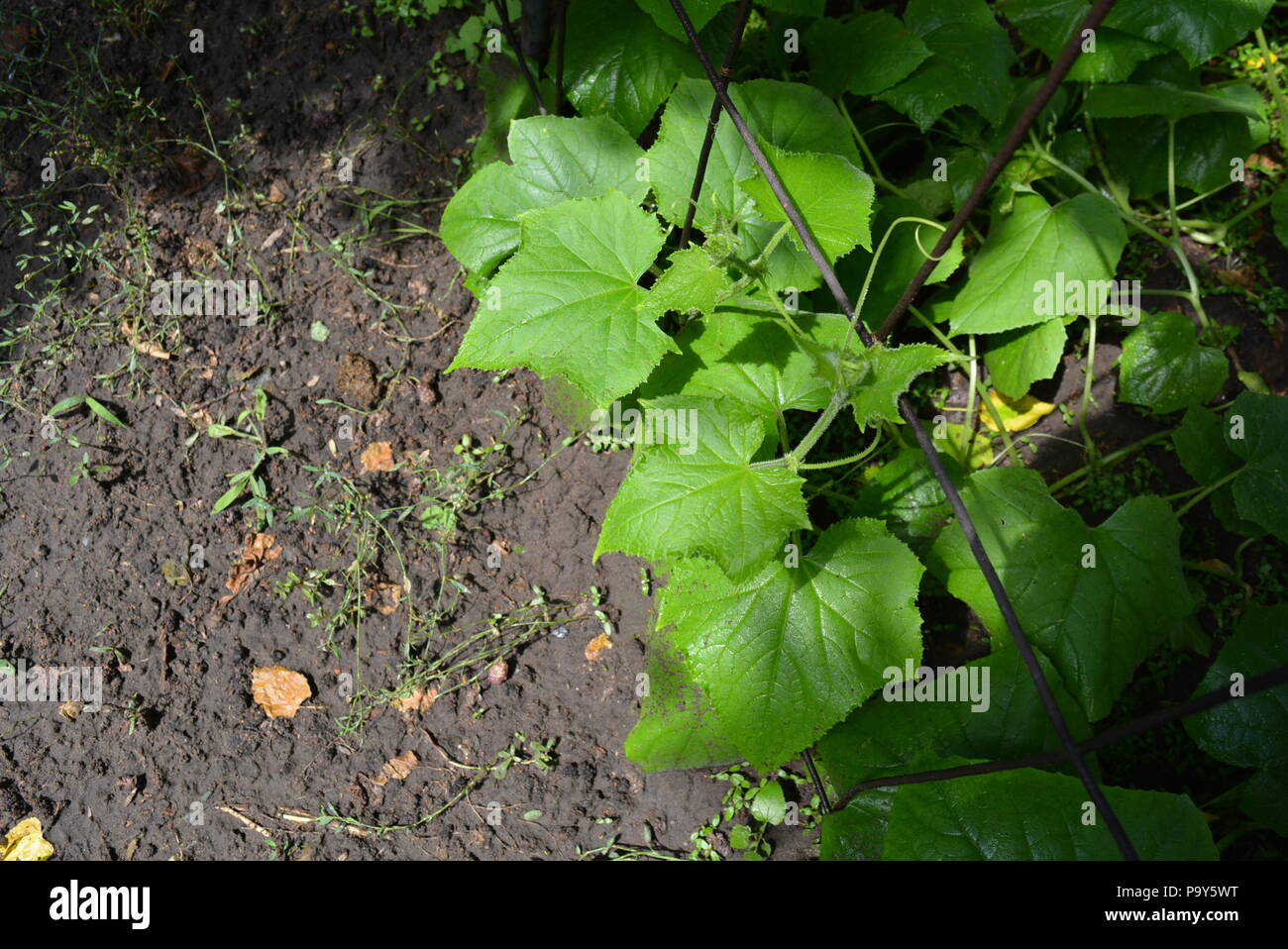 Beautiful cucumber plants on the street after a rain Stock Photo - Alamy