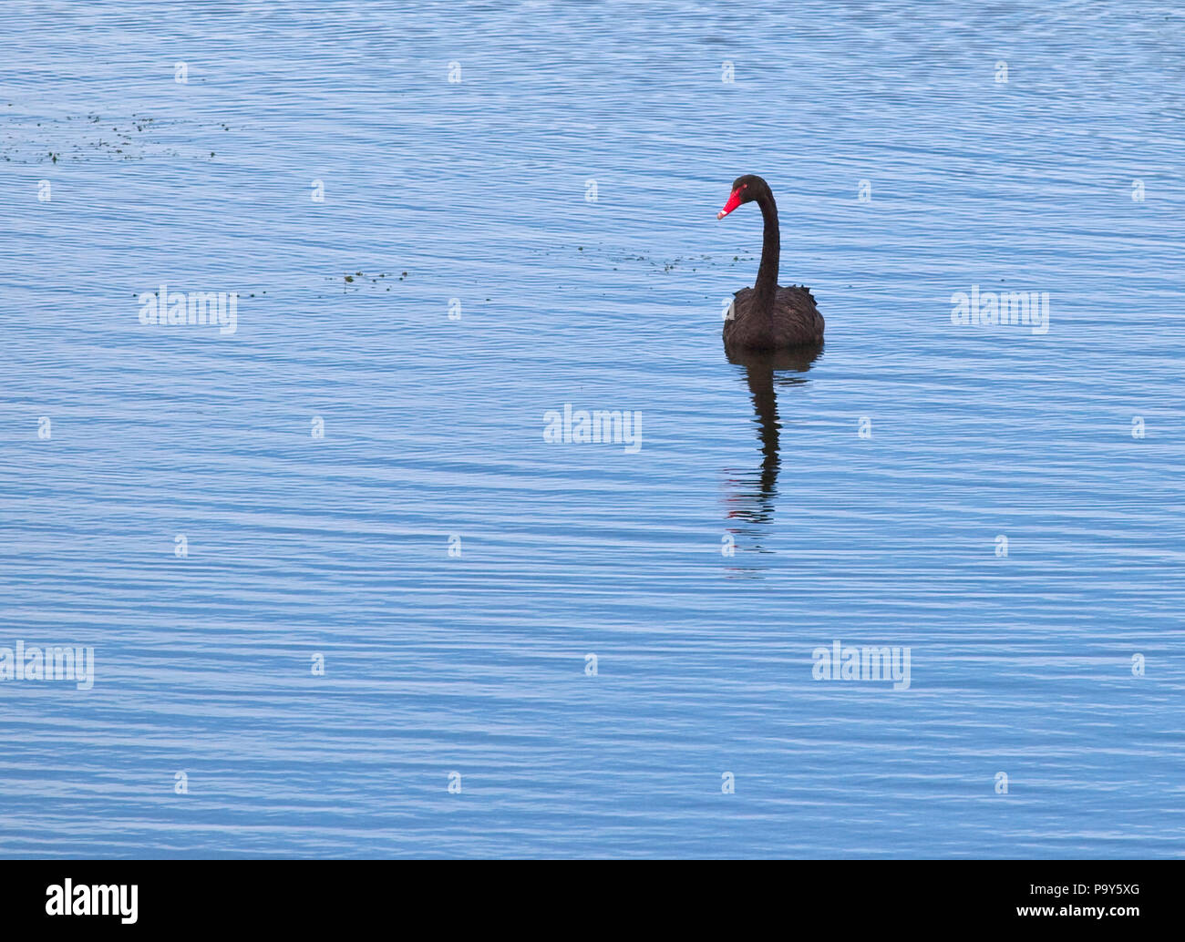 A photography of a black swan in Australia Stock Photo - Alamy
