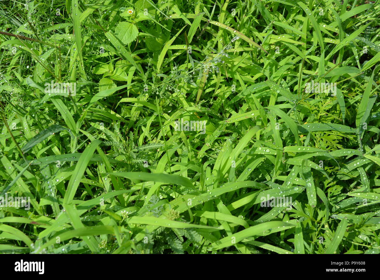 Juicy beautiful grass, green grass and vegetal background after ...