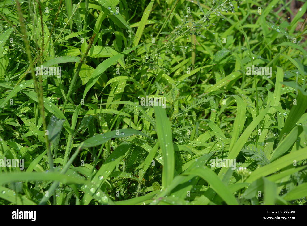 Juicy beautiful grass, green grass and vegetal background after ...