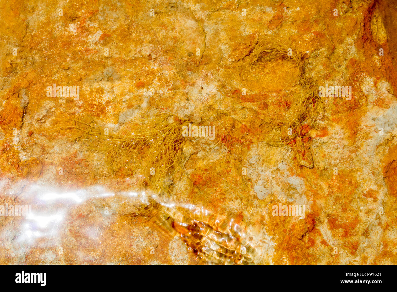 A riverbed of orange coloured sedimentary rock with beautiful patterns ...