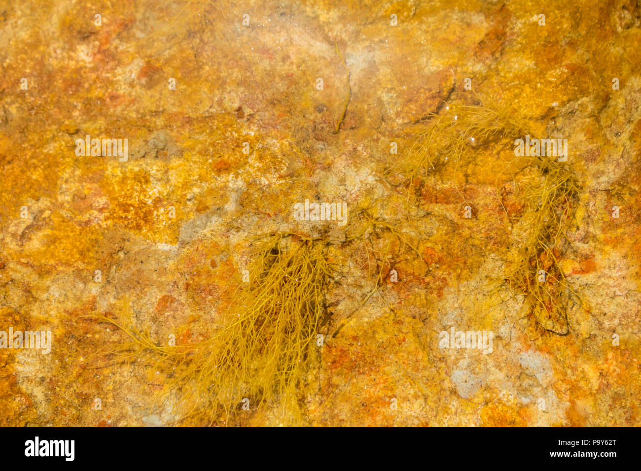 A riverbed of orange coloured sedimentary rock with beautiful patterns ...